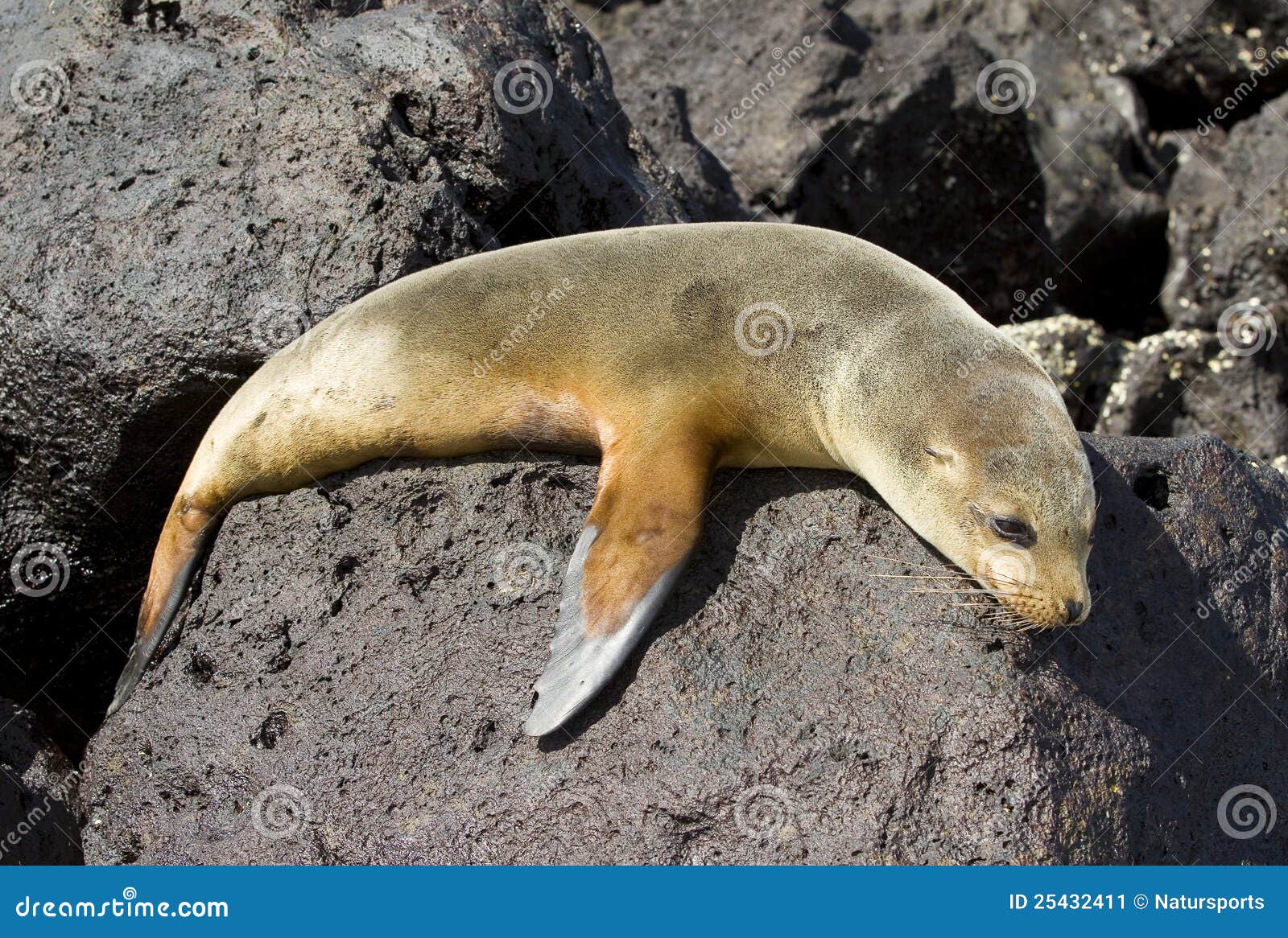 León De Mar De Las Islas Gal3apagos Imagen de archivo - Imagen de ...
