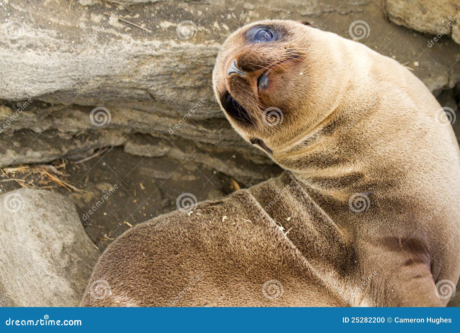 León de mar del bebé foto de archivo. Imagen de newborn - 25282200
