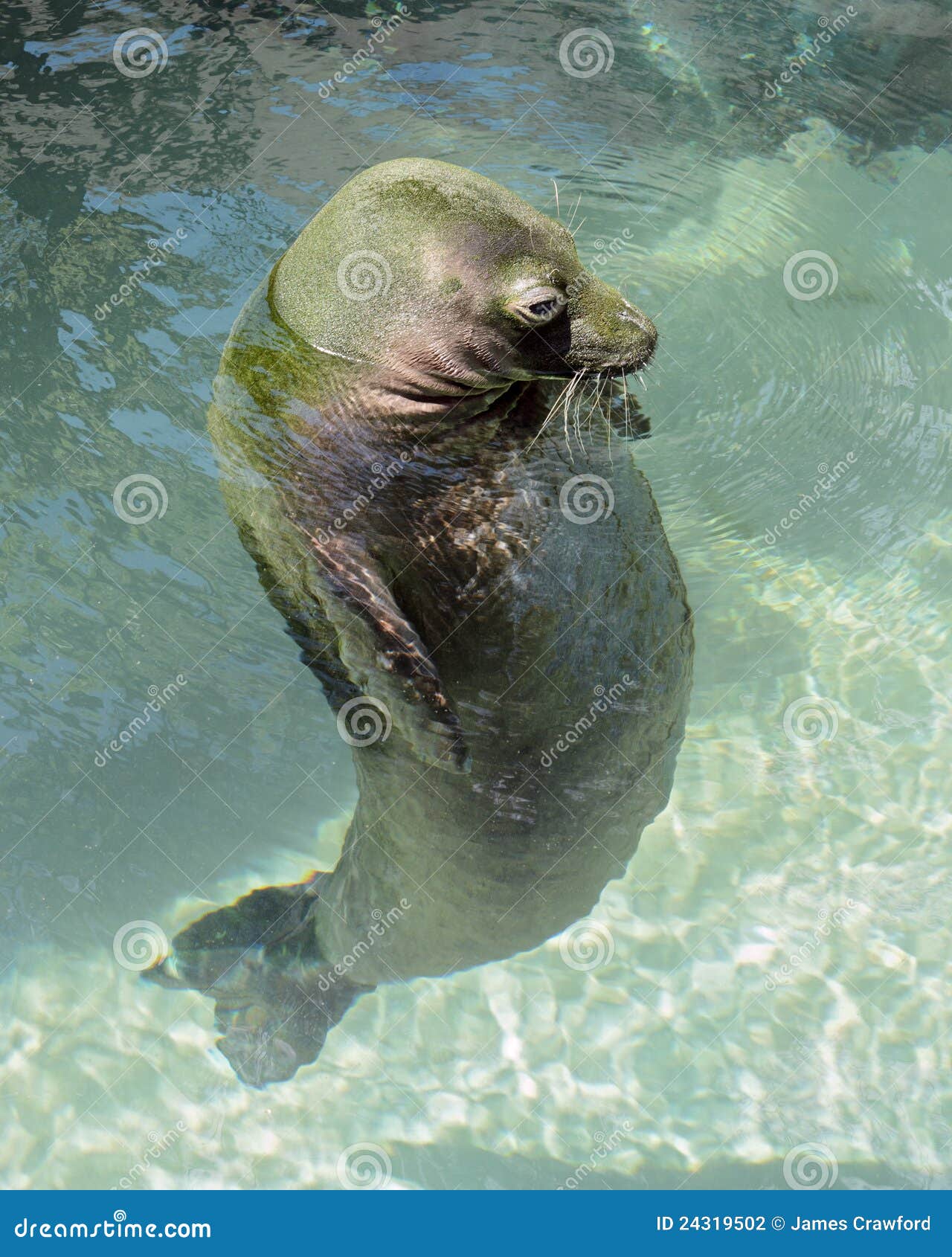 León de mar en el acuario foto de archivo. Imagen de relaje - 24319502