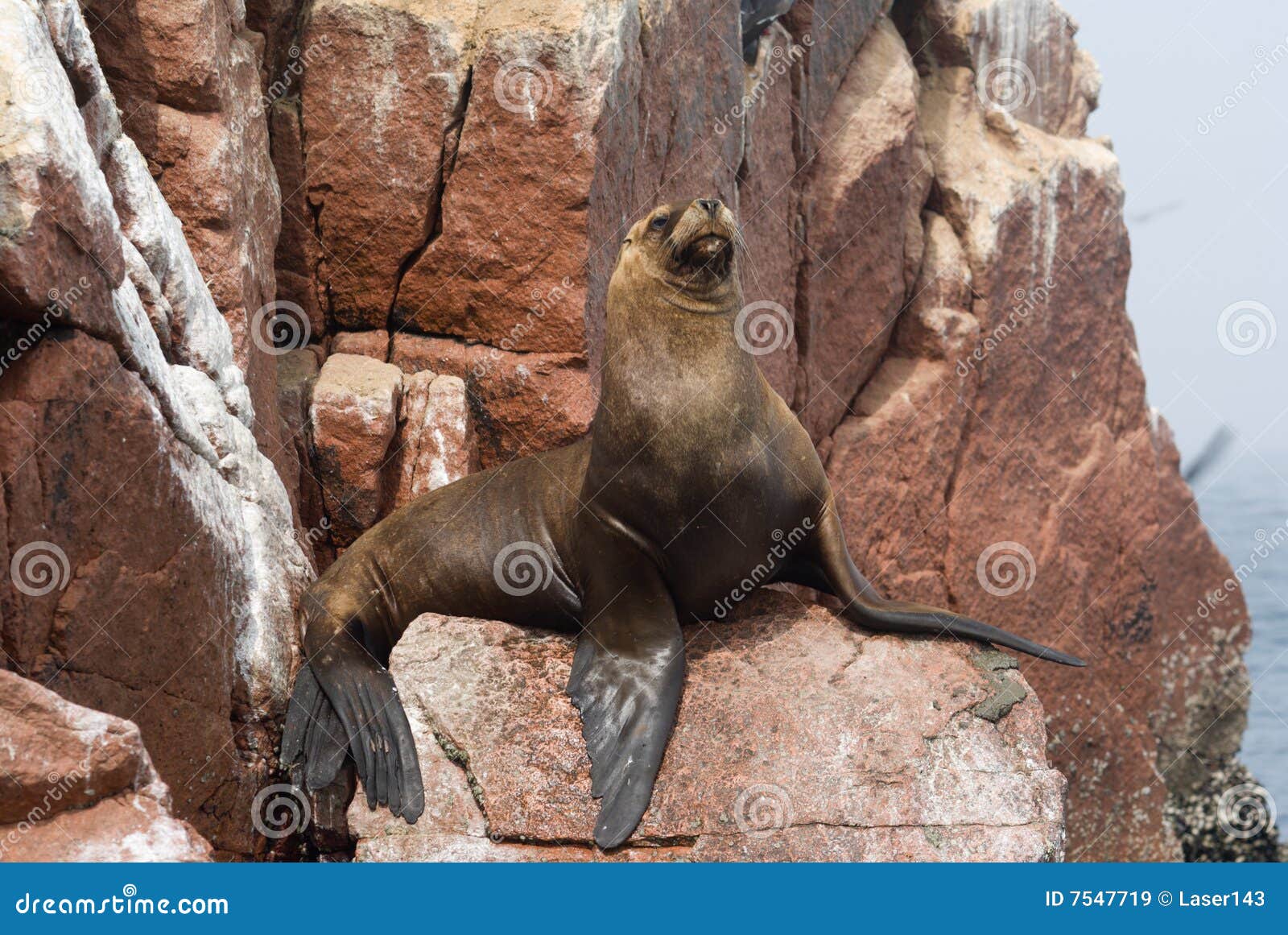 León De Mar En Las Islas De Ballestas Imagen de archivo - Imagen de ...