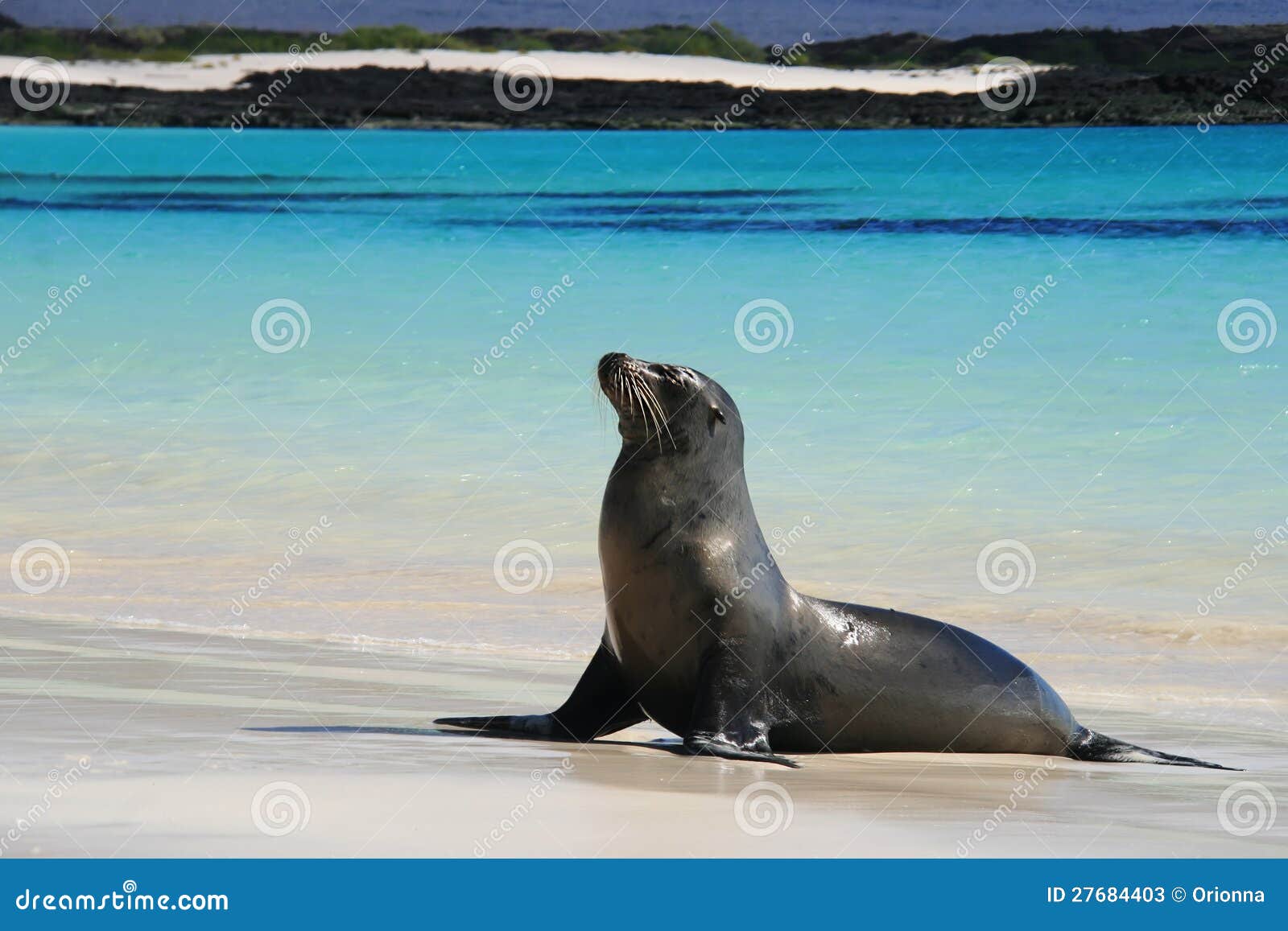 León de mar en una playa imagen de archivo. Imagen de vertebrado - 27684403