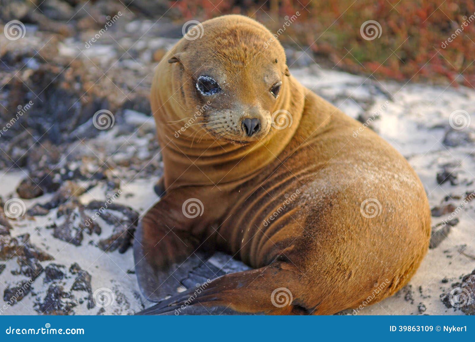 León De Mar, Islas De Las Islas Gal3apagos, Ecuador Imagen de archivo ...