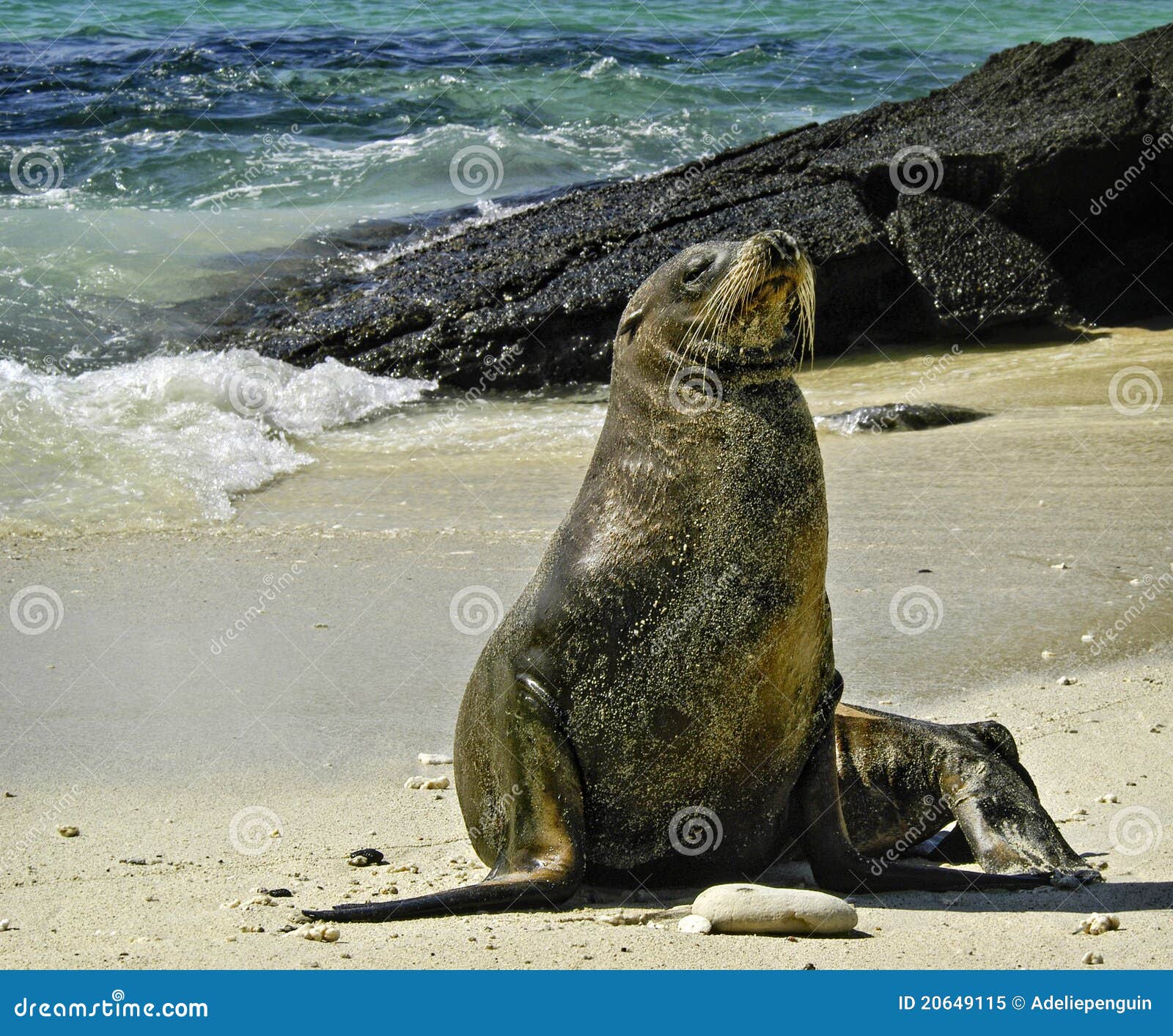 León De Mar, Islas De Las Islas Gal3apagos, Ecuador Imagen de archivo ...