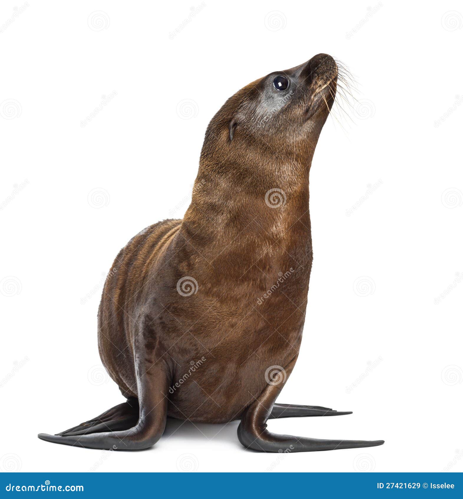 León De Mar Joven De California Imagen de archivo - Imagen de vertical ...