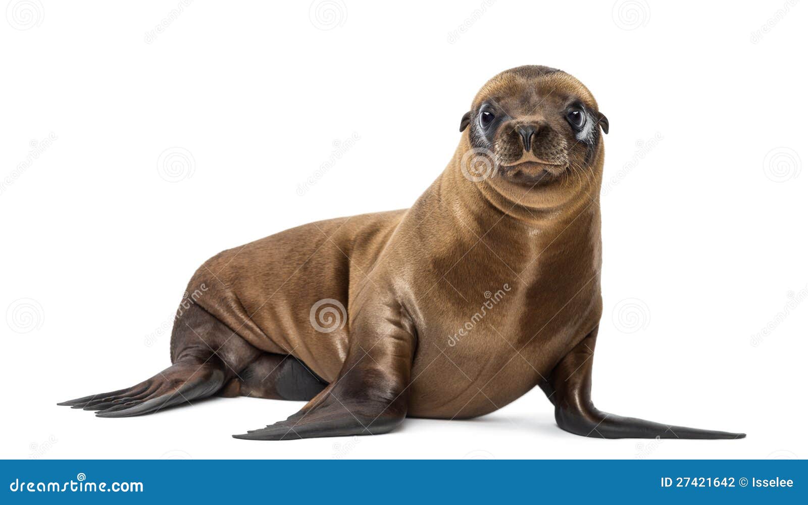 León De Mar Joven De California Foto de archivo - Imagen de vertebrado ...