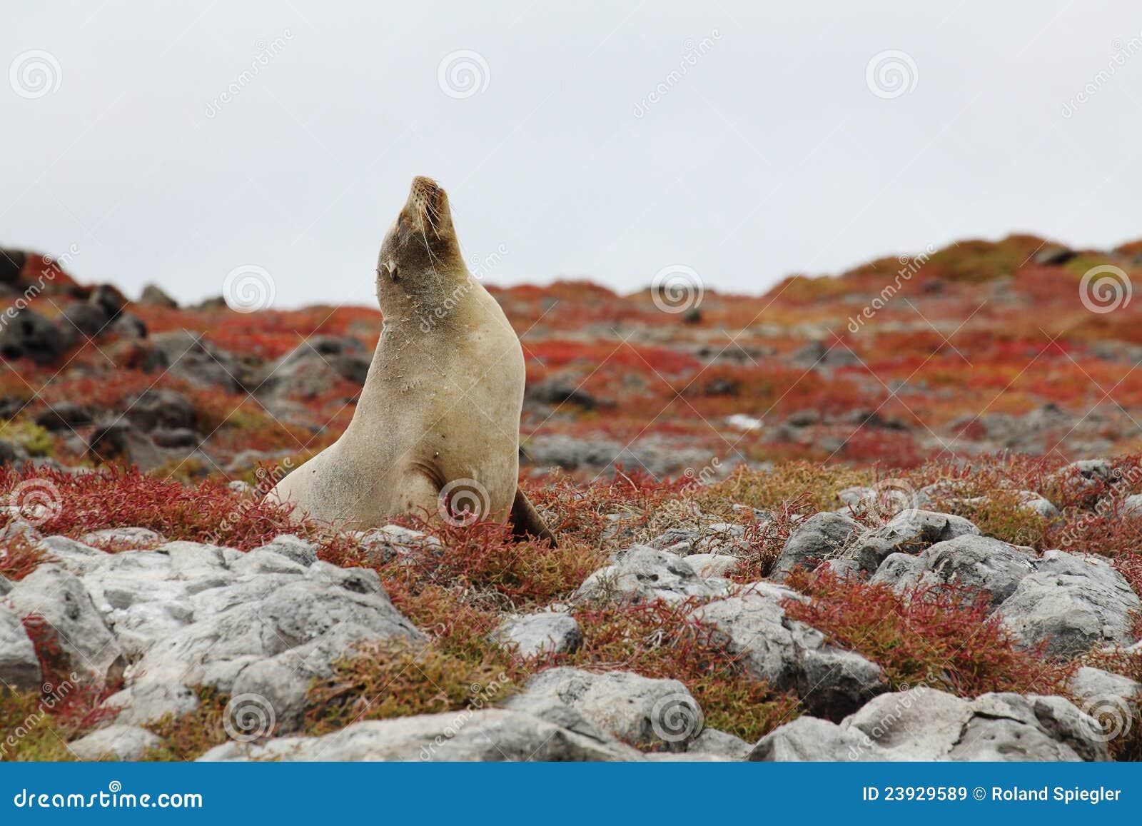 León De Mar Las Islas Gal3apagos Imagen de archivo - Imagen de america ...
