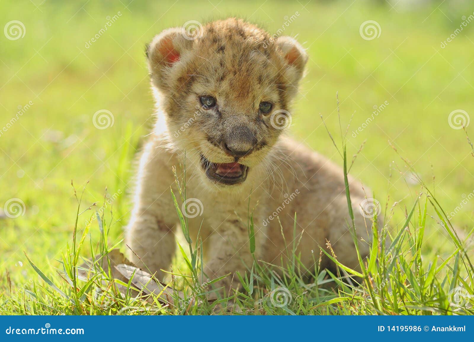 León del bebé foto de archivo. Imagen de safari, taza - 14195986