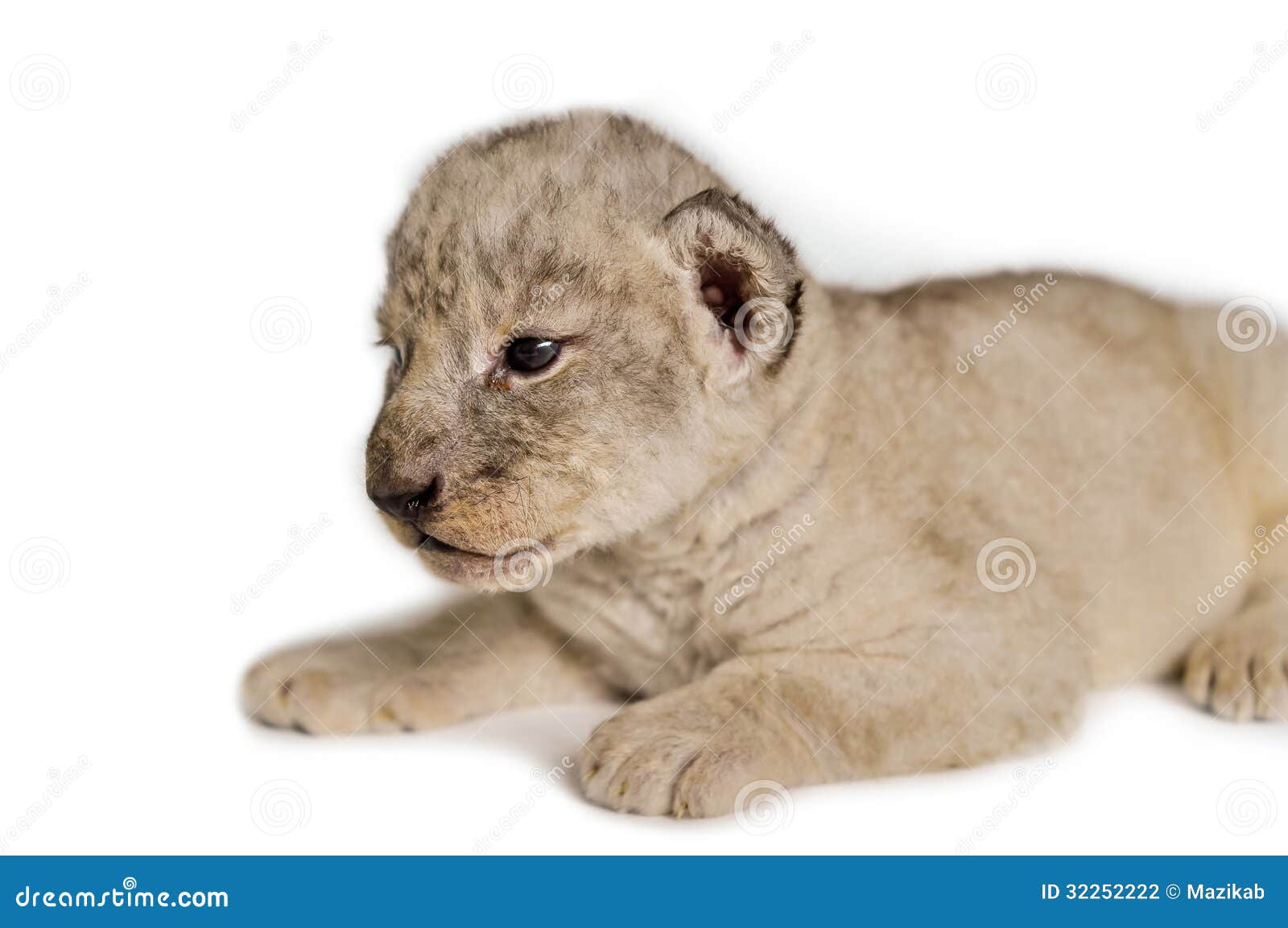 León del bebé foto de archivo. Imagen de indomesticado - 32252222