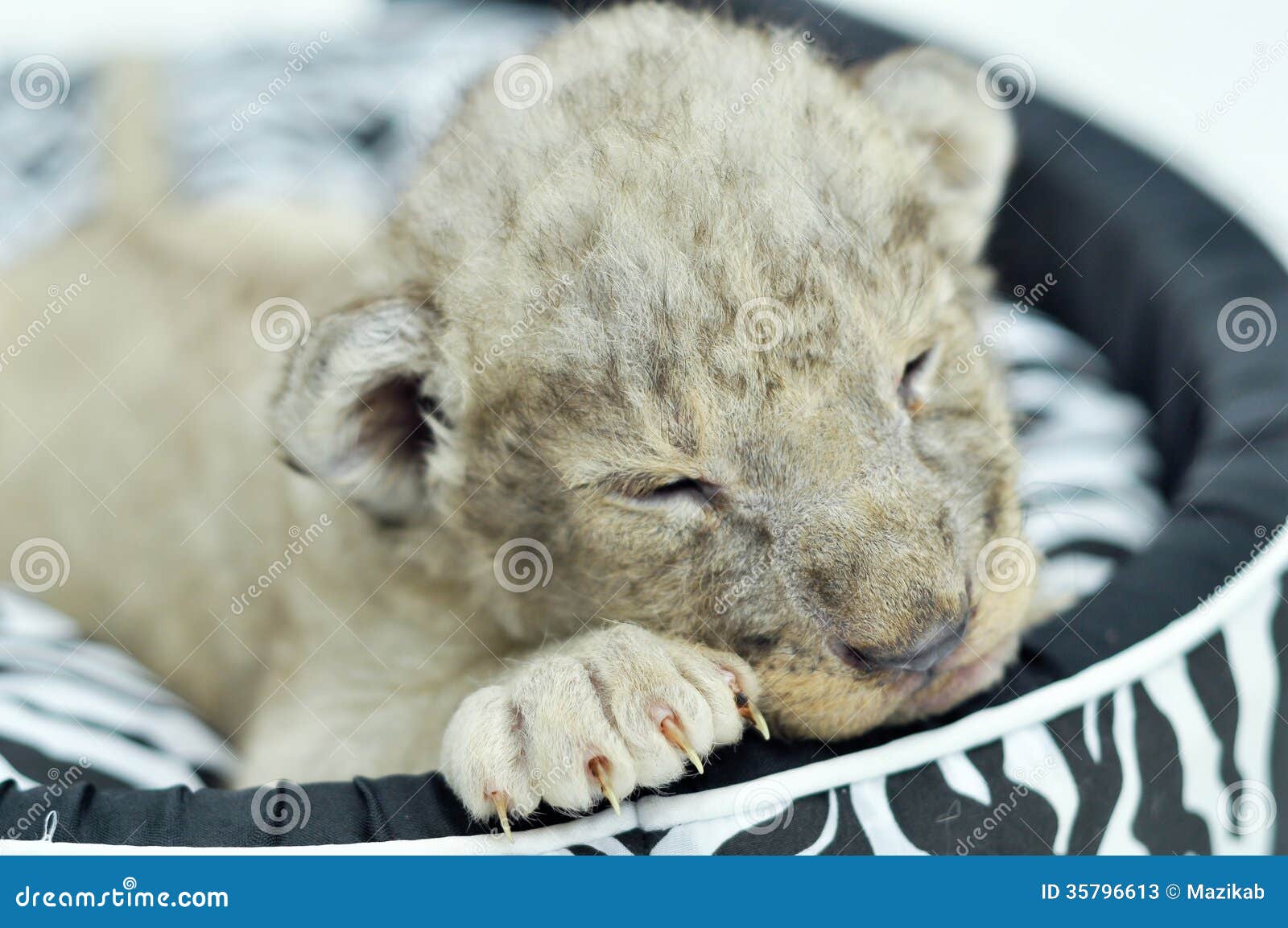 León del bebé imagen de archivo. Imagen de peludo, pata - 35796613