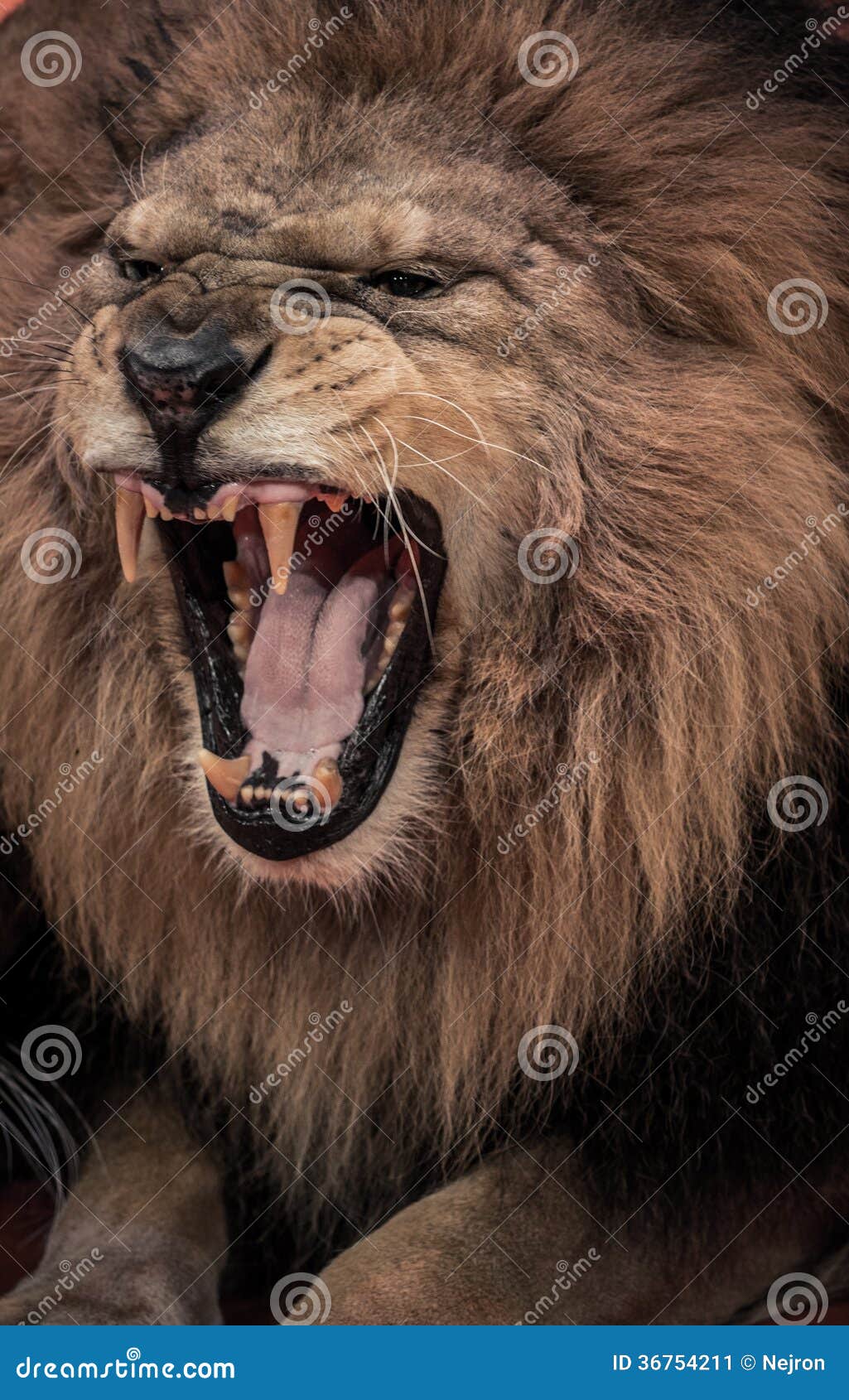León del rugido imagen de archivo. Imagen de grande, gato - 36754211
