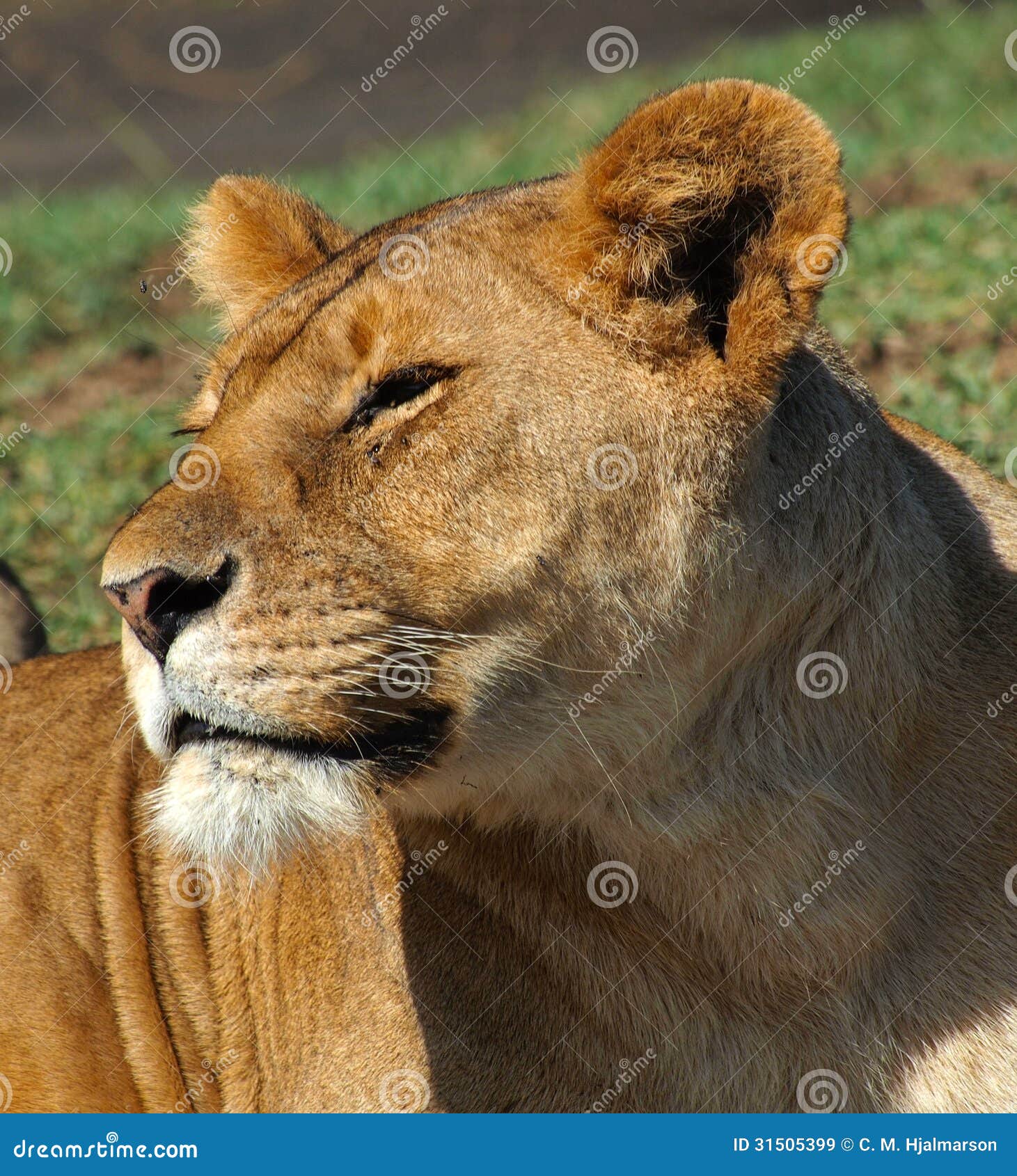 León en el sol imagen de archivo. Imagen de ojos, cubo - 31505399