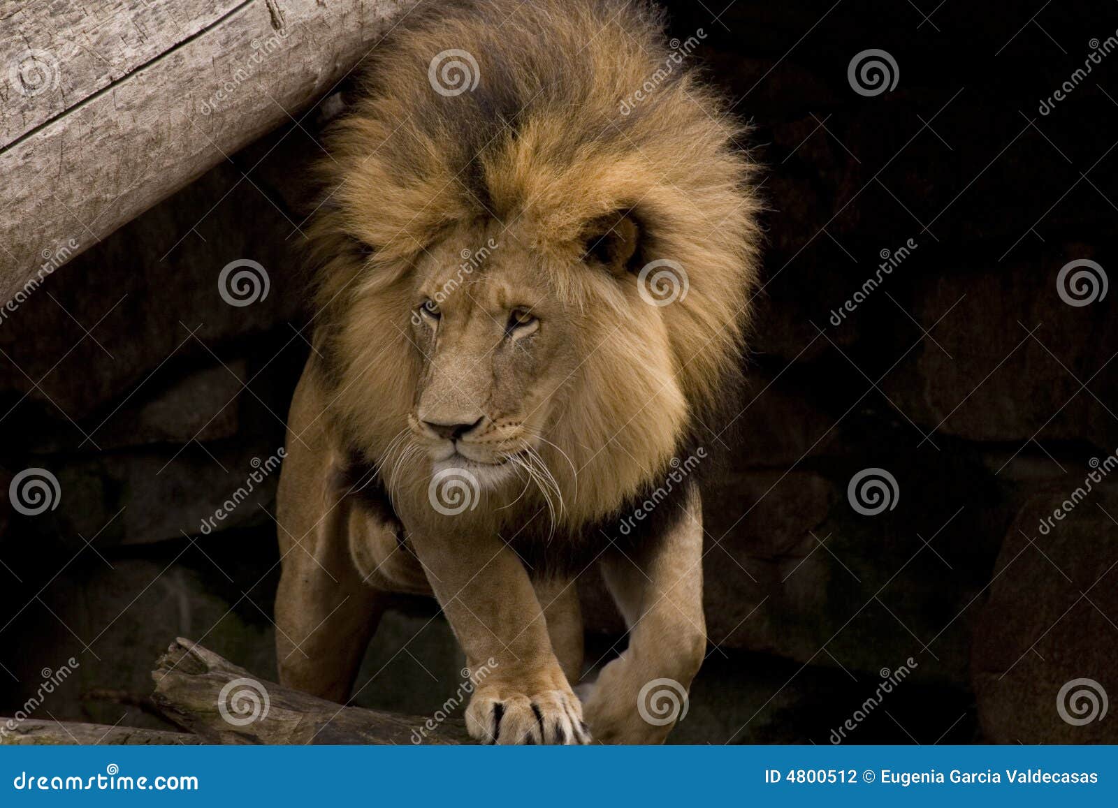 León en la acción foto de archivo. Imagen de adulto, detalles - 4800512