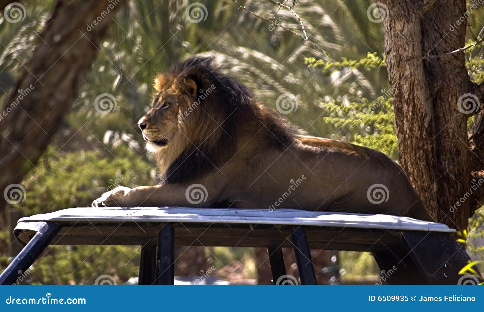 León en un coche imagen de archivo. Imagen de parque, animal - 6509935