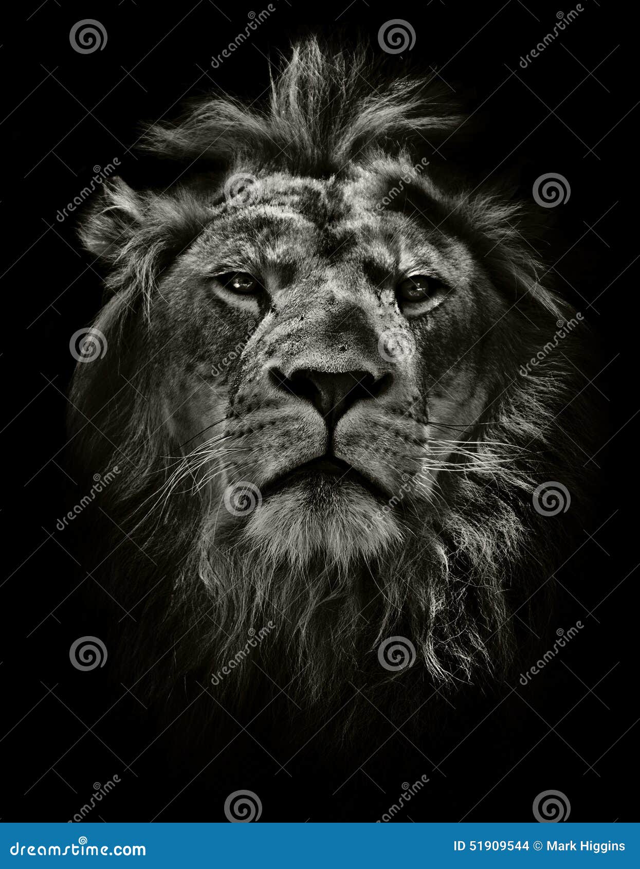 León fuerte foto de archivo. Imagen de felino, real, potencia - 51909544