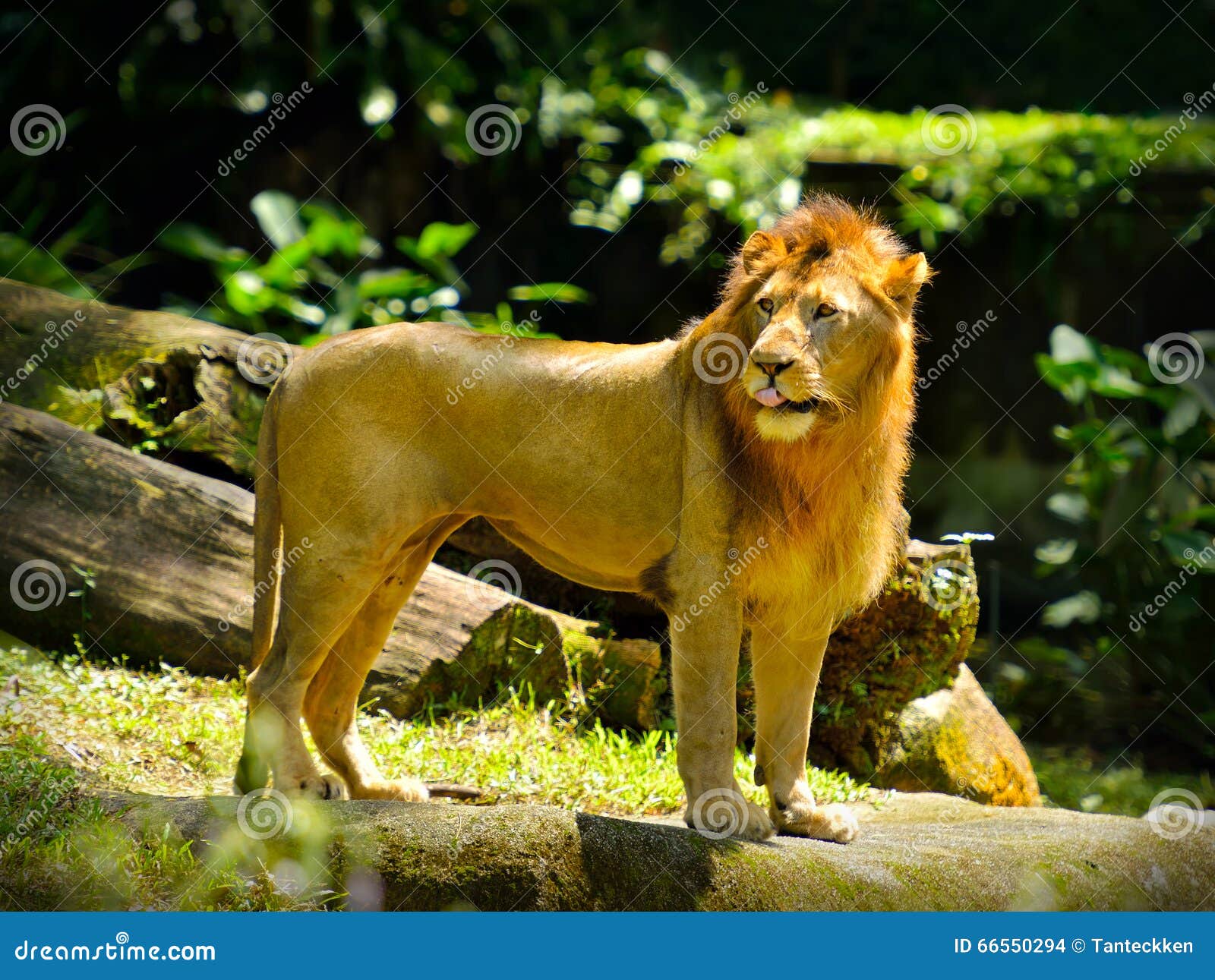 León hermoso foto de archivo. Imagen de majestuoso, pata - 66550294