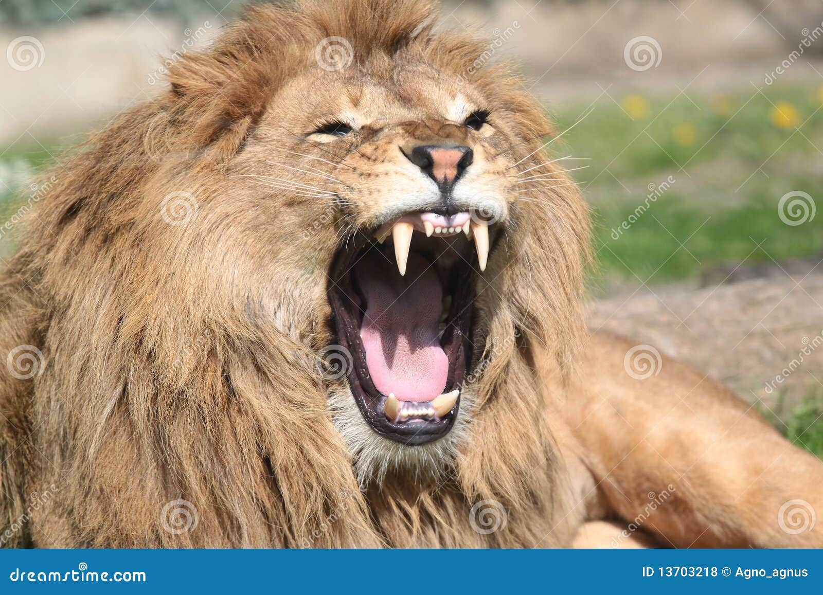 León que ruge foto de archivo. Imagen de impresionante - 13703218