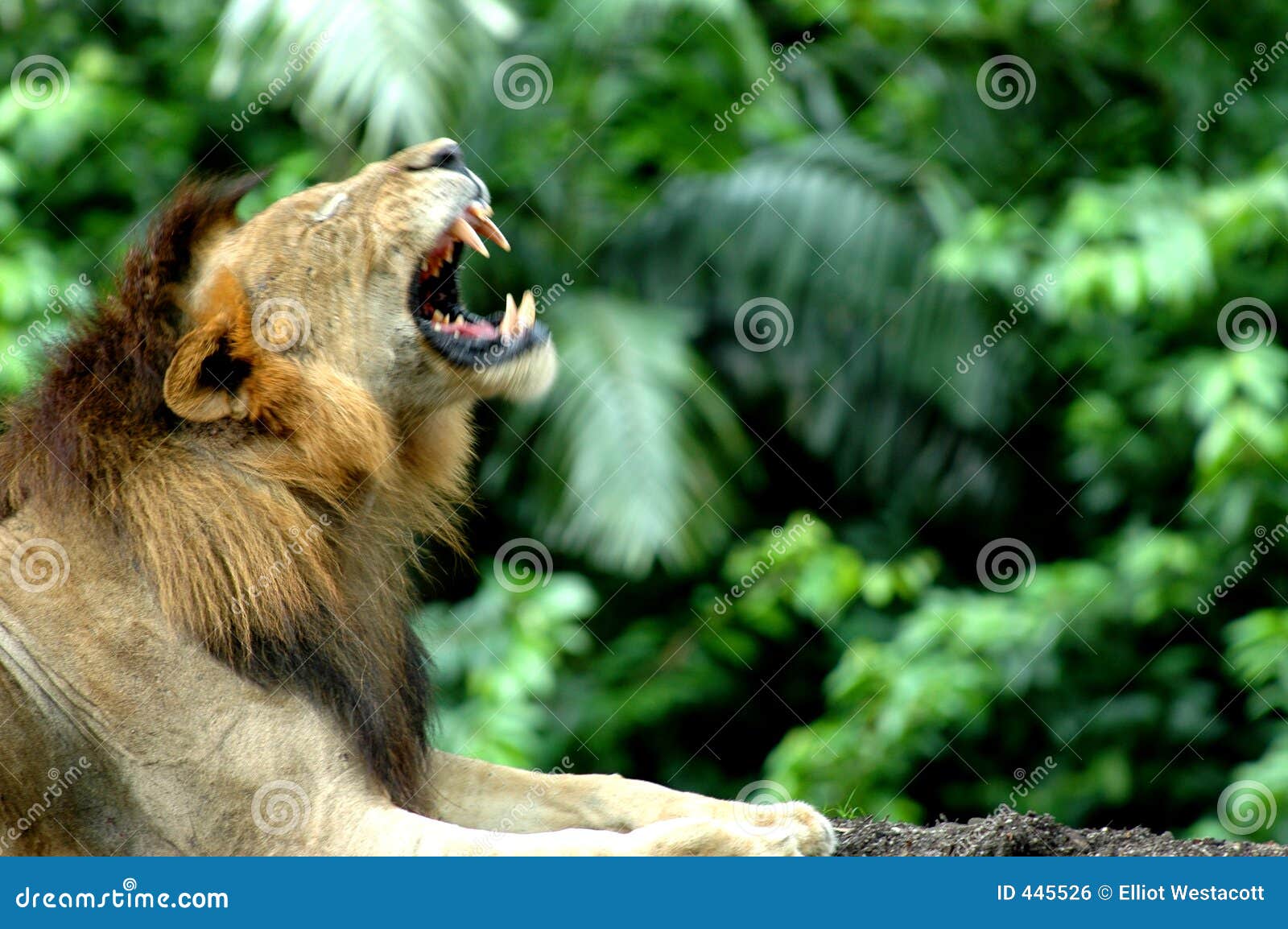 León que ruge foto de archivo. Imagen de enojado, animal - 445526