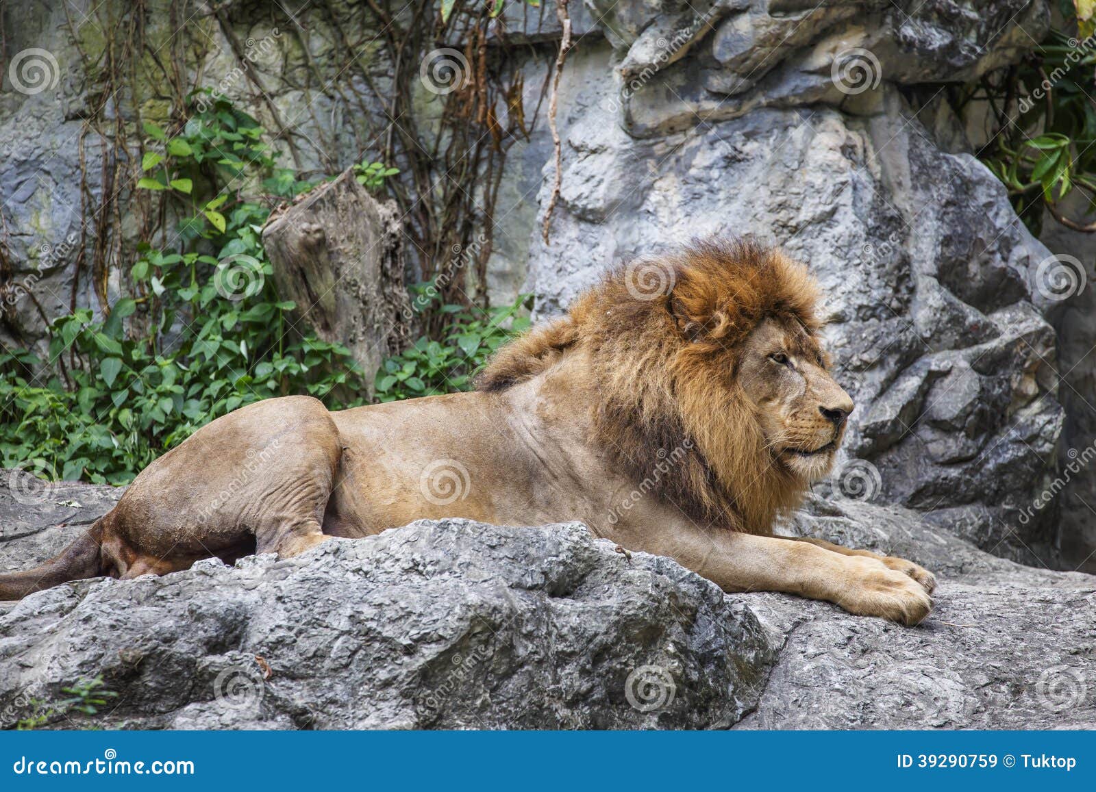 León, rey de la selva imagen de archivo. Imagen de travieso - 39290759