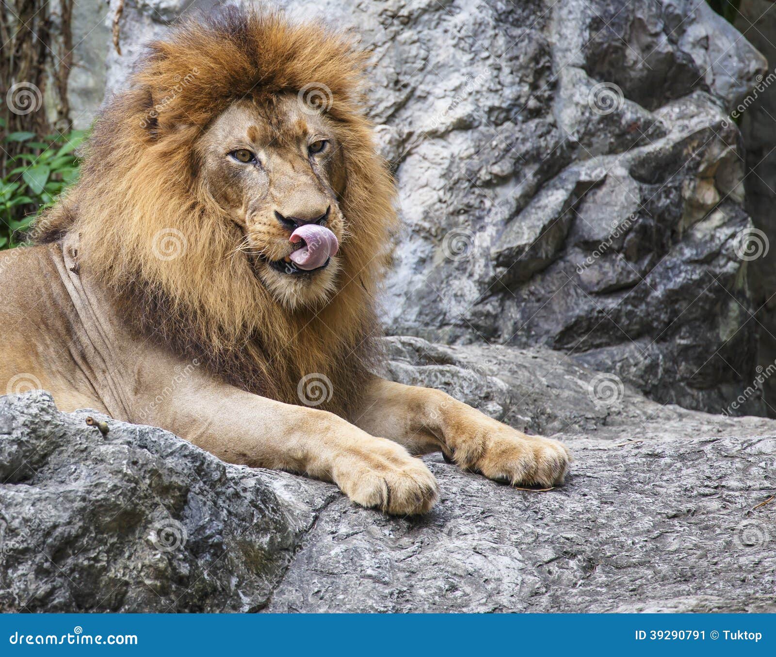 León, rey de la selva imagen de archivo. Imagen de cierre - 39290791