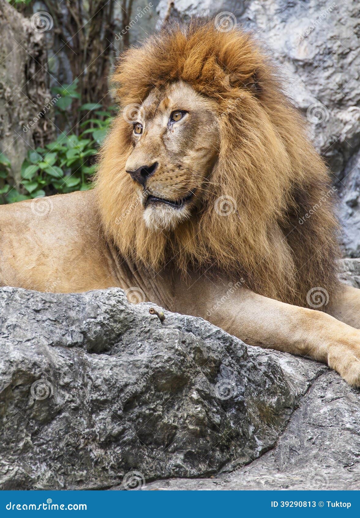León, rey de la selva imagen de archivo. Imagen de fuerte - 39290813