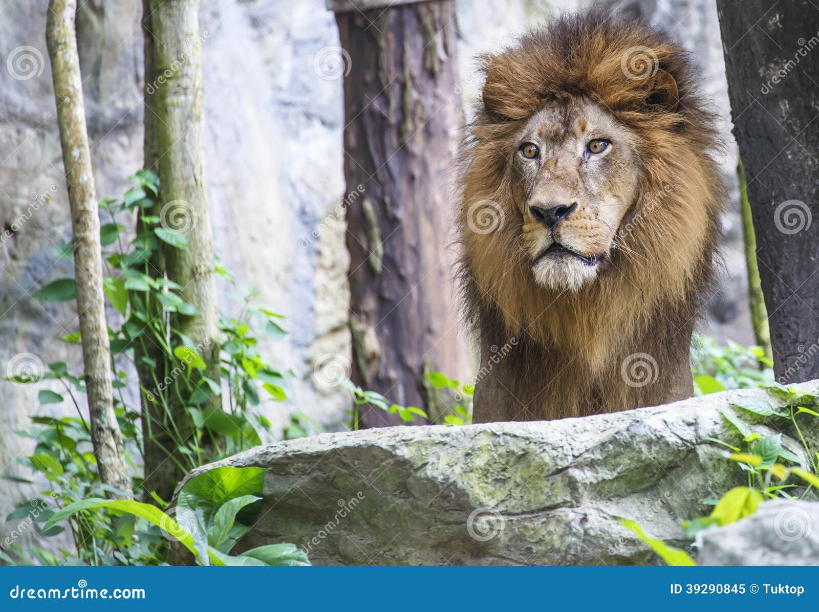 León, rey de la selva imagen de archivo. Imagen de bestias - 39290845