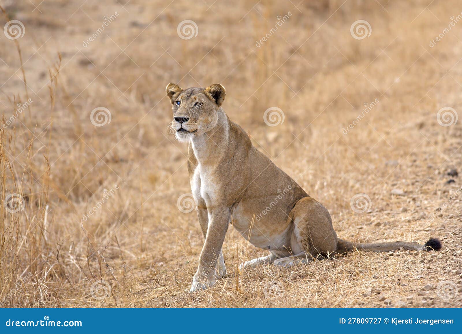 León salvaje imagen de archivo. Imagen de salvaje, safari - 27809727