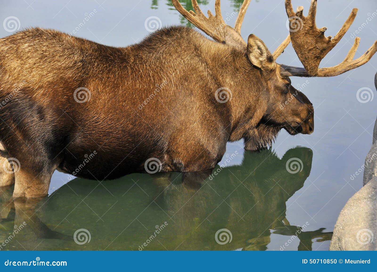 Le alci fotografia stock. Immagine di marrone, grande - 50710850