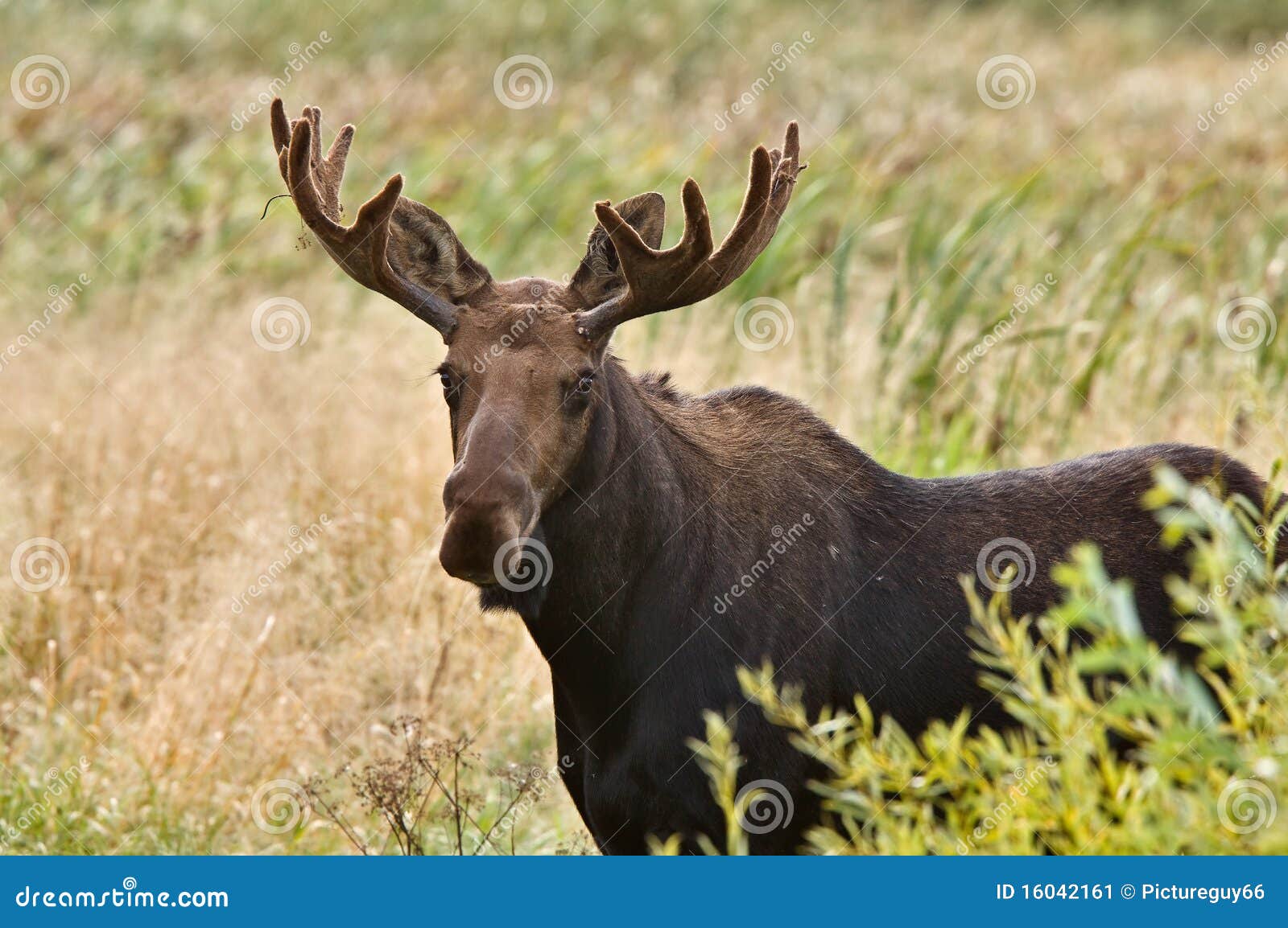 Le Alci Del Bull Si Chiudono in Su Immagine Stock - Immagine di cervi ...