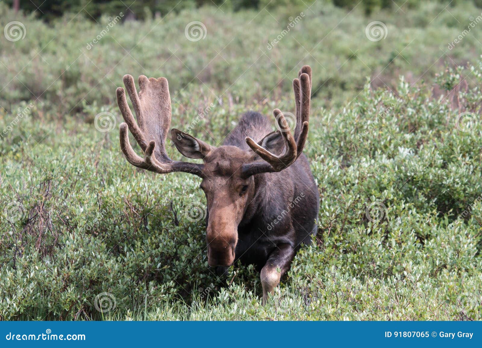 Le Alci Di Shiras Di Colorado Immagine Stock - Immagine di palude ...