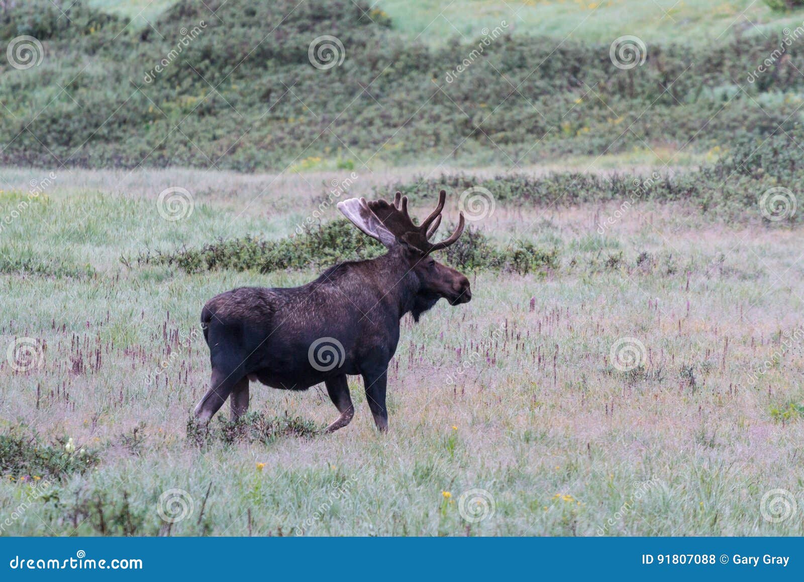Le Alci Di Shiras Di Colorado Fotografia Stock - Immagine di antenne ...
