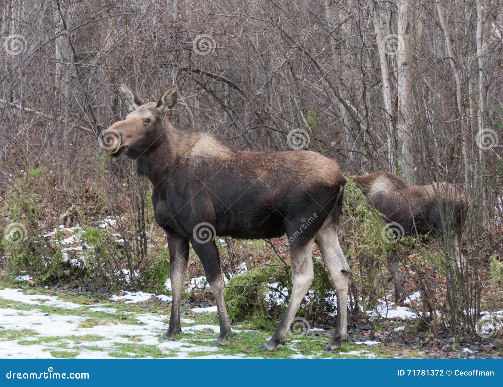 Le alci generano e vitello fotografia stock. Immagine di sbavatura ...