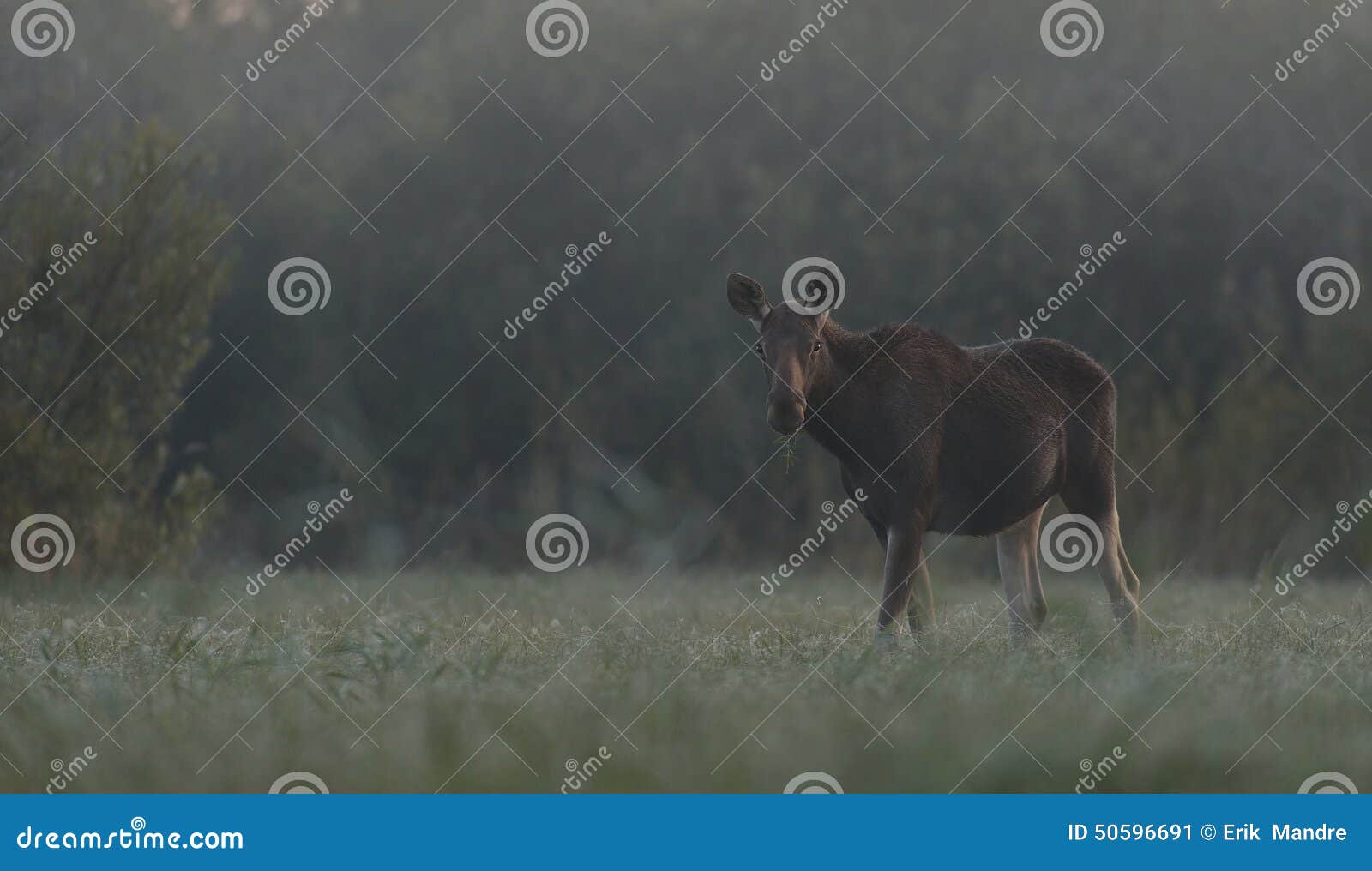 Le Alci Intimoriscono Di Mattina Immagine Stock - Immagine di estonia ...