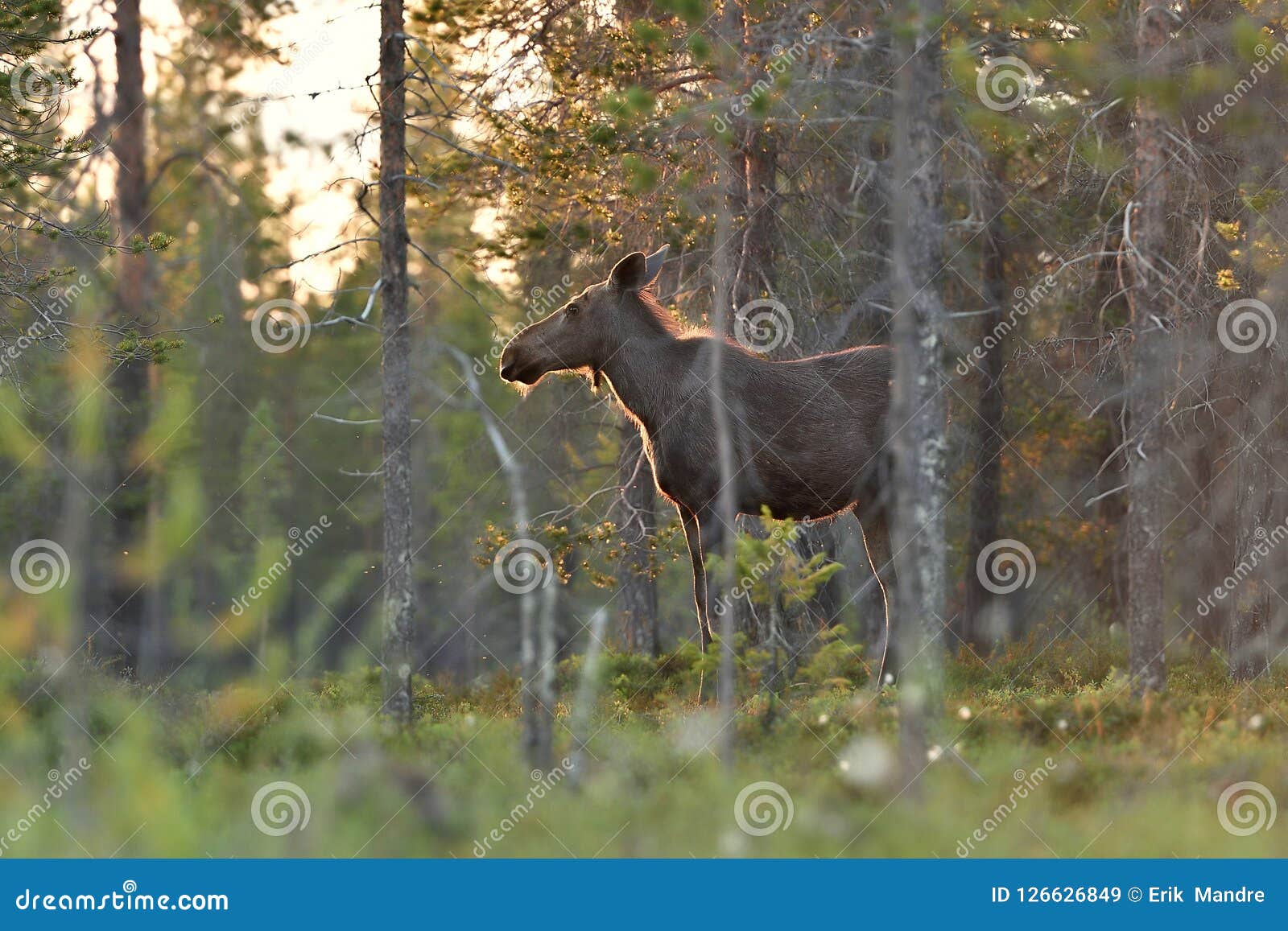 Le Alci Intimoriscono Nella Foresta Della Lapponia Immagine Stock ...