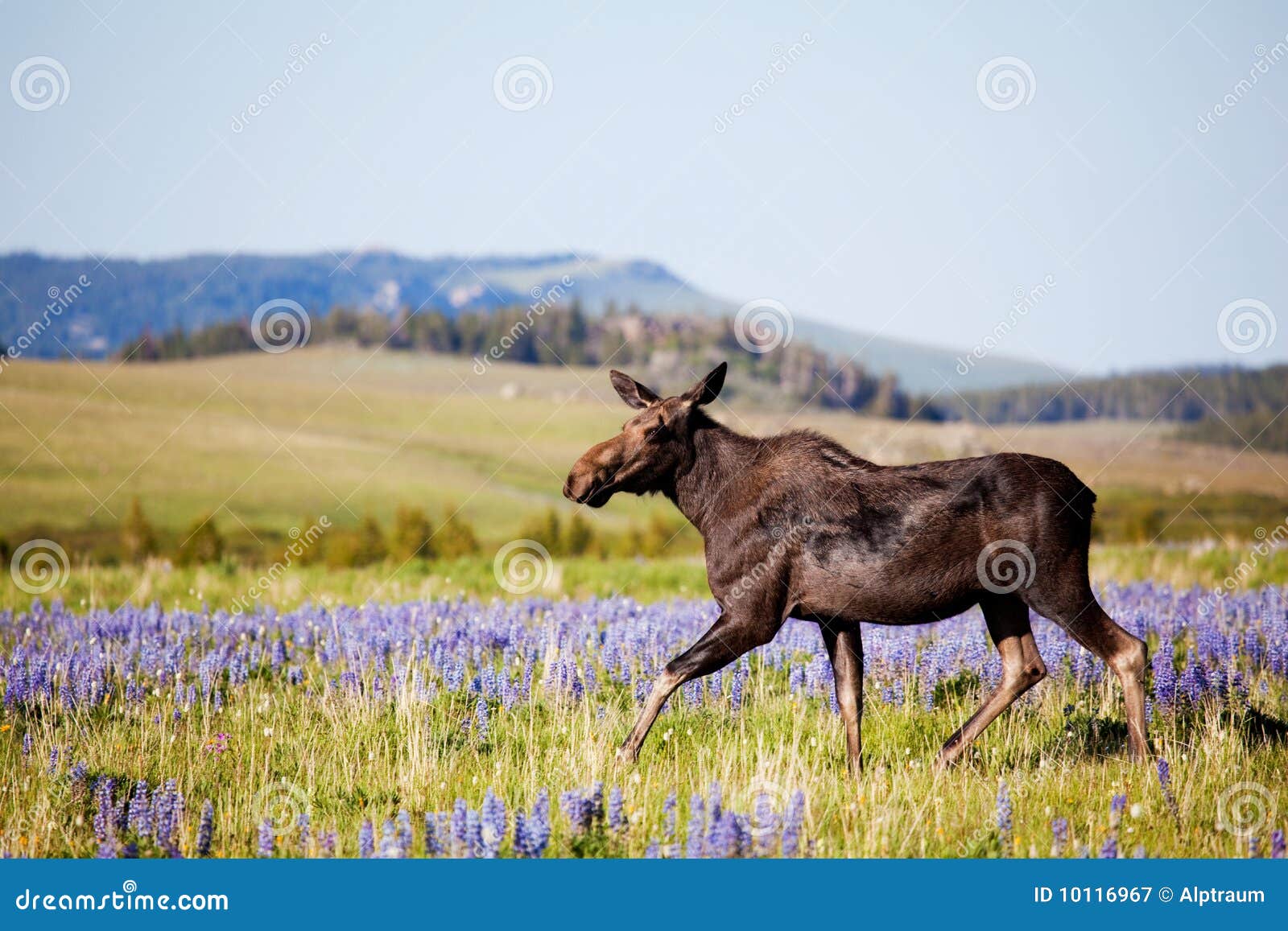 Le Alci Intimoriscono Sul Prato Immagine Stock - Immagine di ...