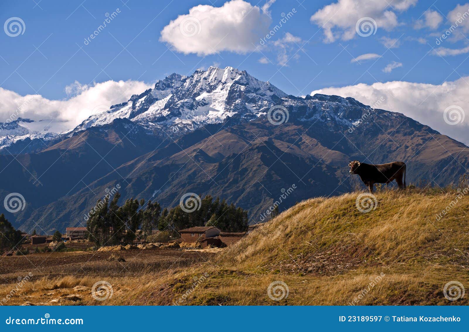 Le Ande e mucca immagine stock. Immagine di campo, latino - 23189597