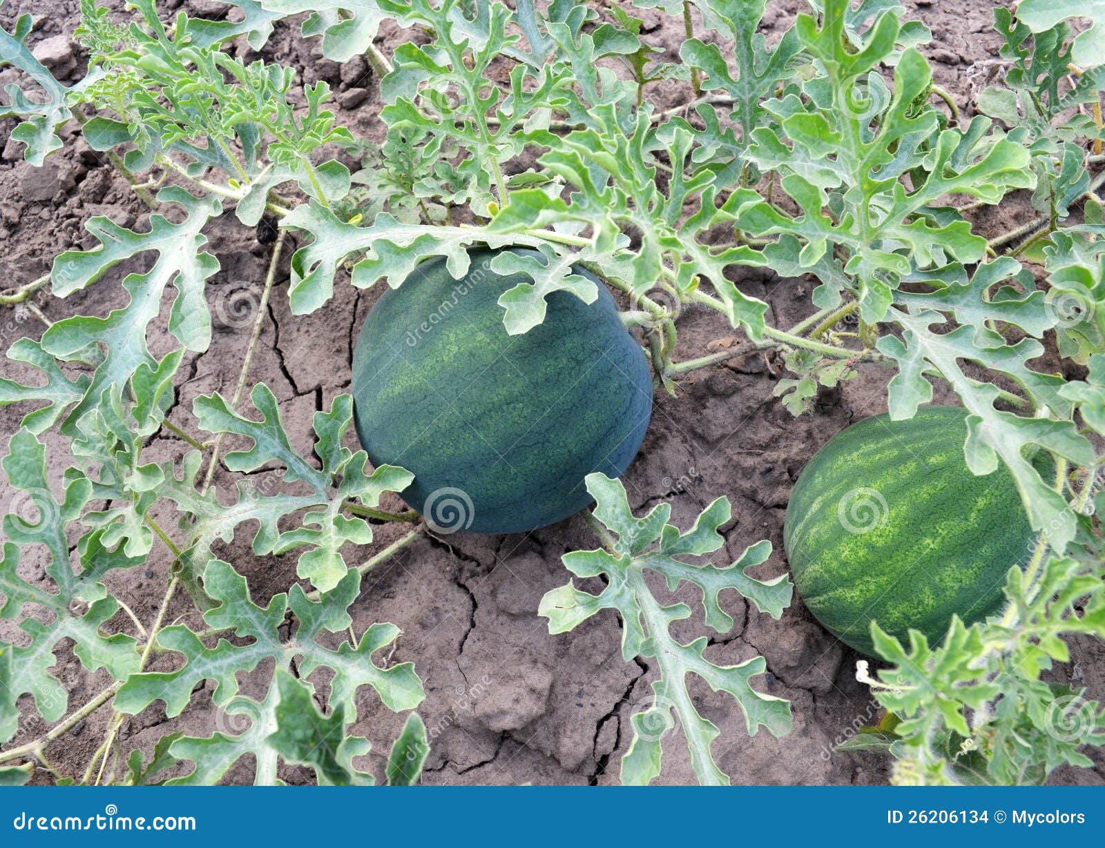 Le Angurie Si Sviluppano Sulla Terra Fotografia Stock - Immagine di ...