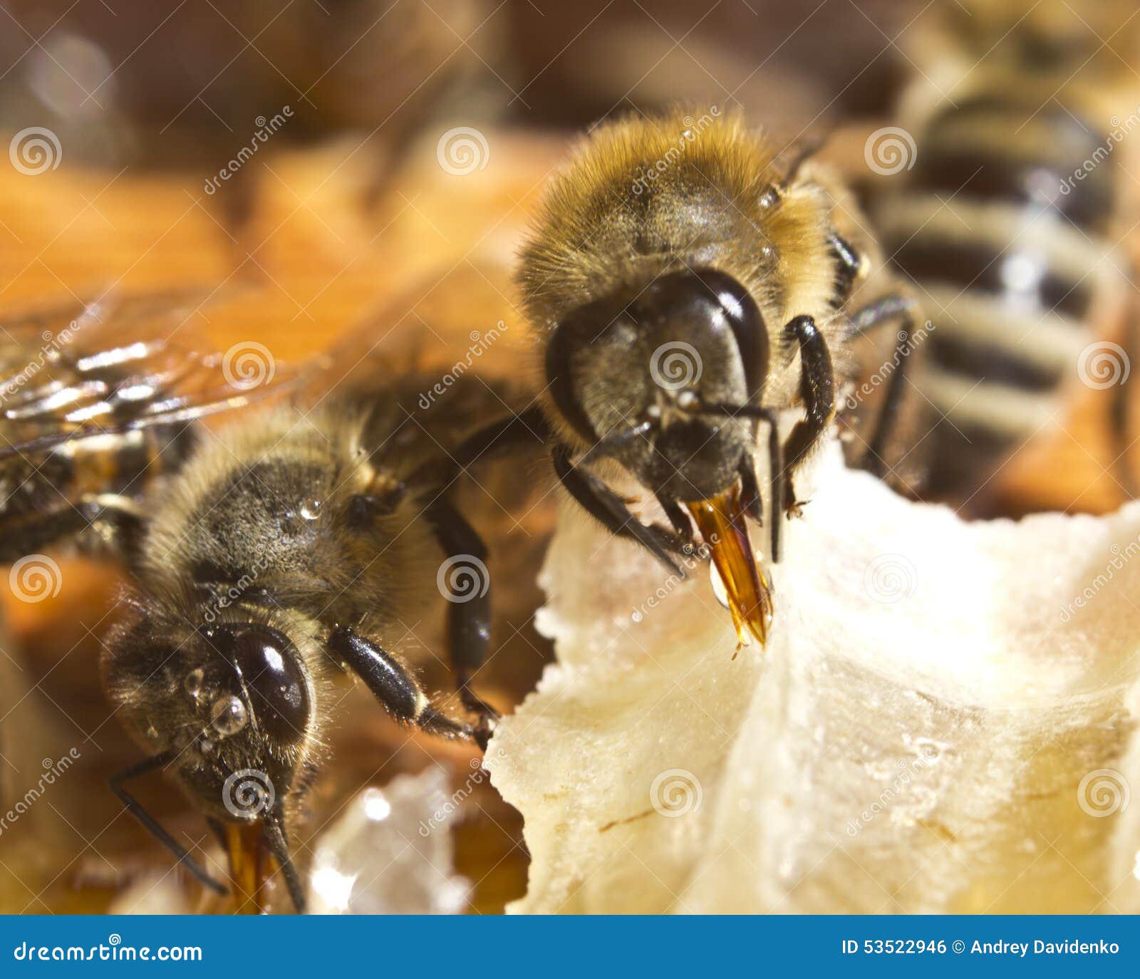 Le Api Convertono Il Nettare in Miele Fotografia Stock - Immagine di ...