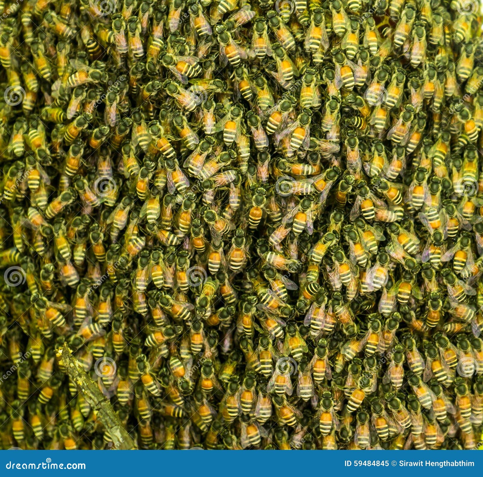 Le Api Del Miele in Uno Sciame Fanno Un Alveare Immagine Stock ...