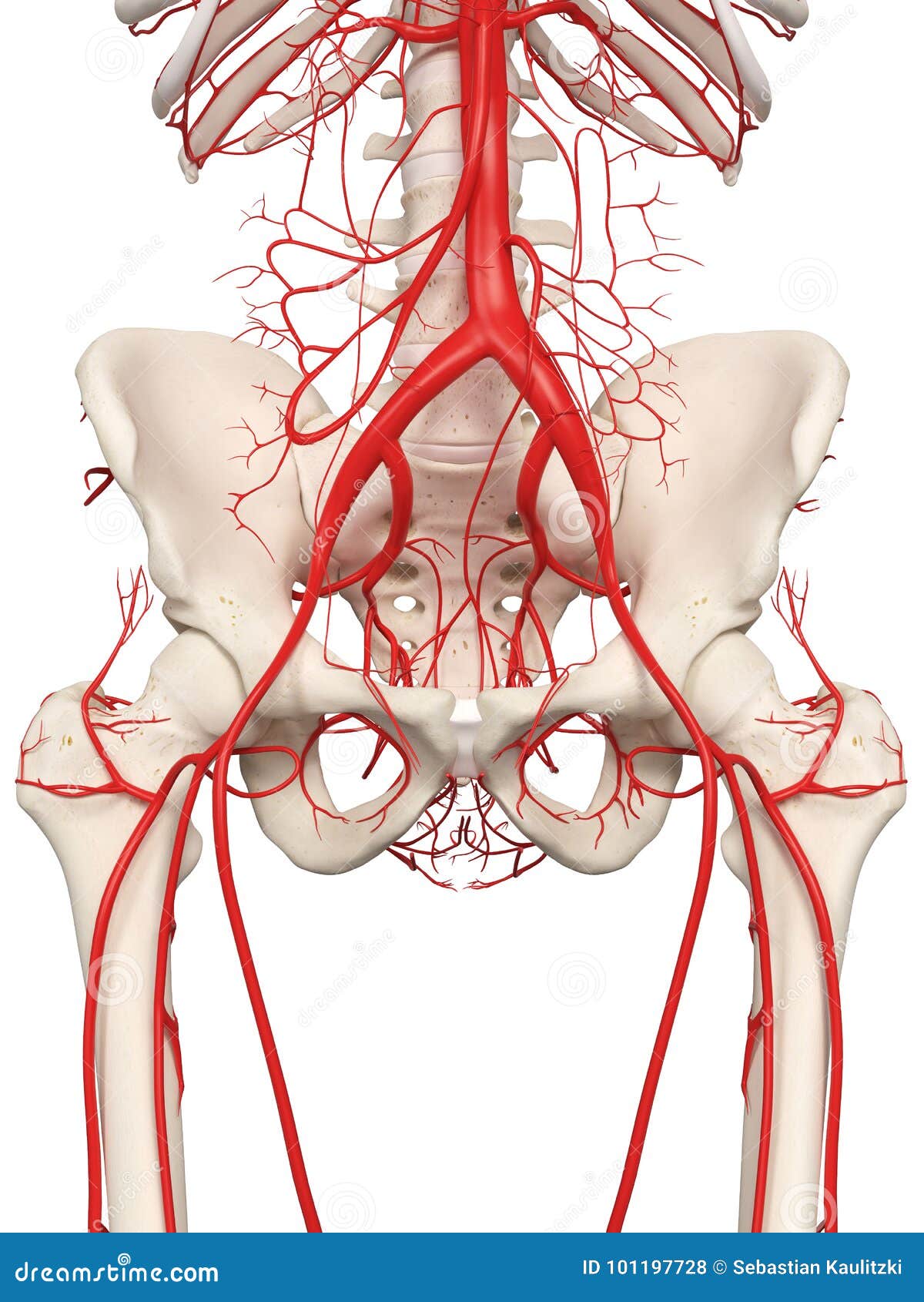 Le arterie dell'anca illustrazione di stock. Illustrazione di ...