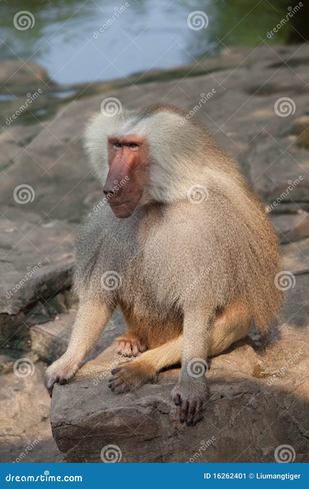 Le Babouin Se Reposent Sur La Roche Image stock - Image du frisottez ...