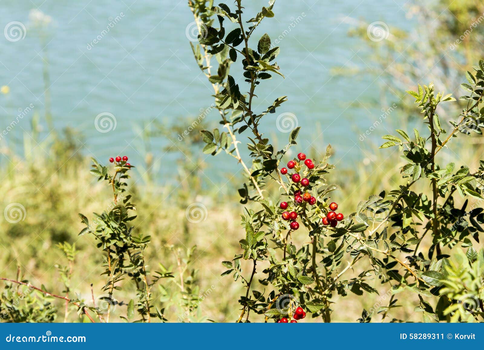Le Bacche Rosse Di Selvaggio Sono Aumentato Immagine Stock - Immagine ...