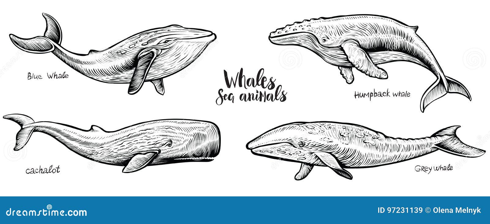 Le Balene Vector L'illustrazione Disegnata a Mano Illustrazione ...