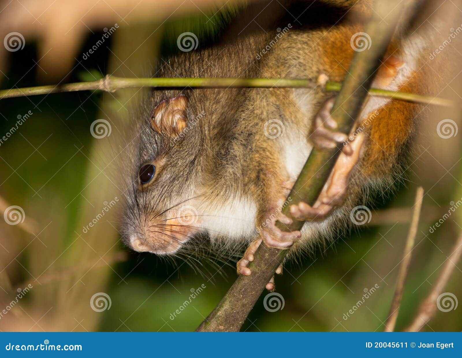 Le Bambou-rat rare image stock. Image du densité, forêt - 20045611