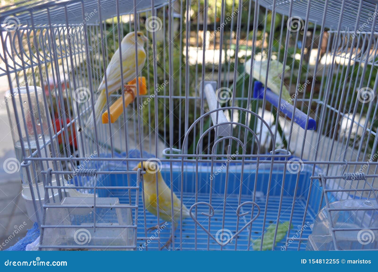 Le Beau Canari D'oiseaux Dans La Cage Image stock - Image du canari ...