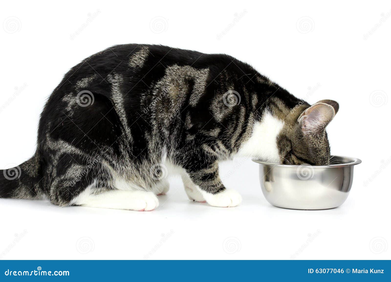 Le Beau Chat Mange Sur Un Fond Blanc Photo stock - Image du santé ...