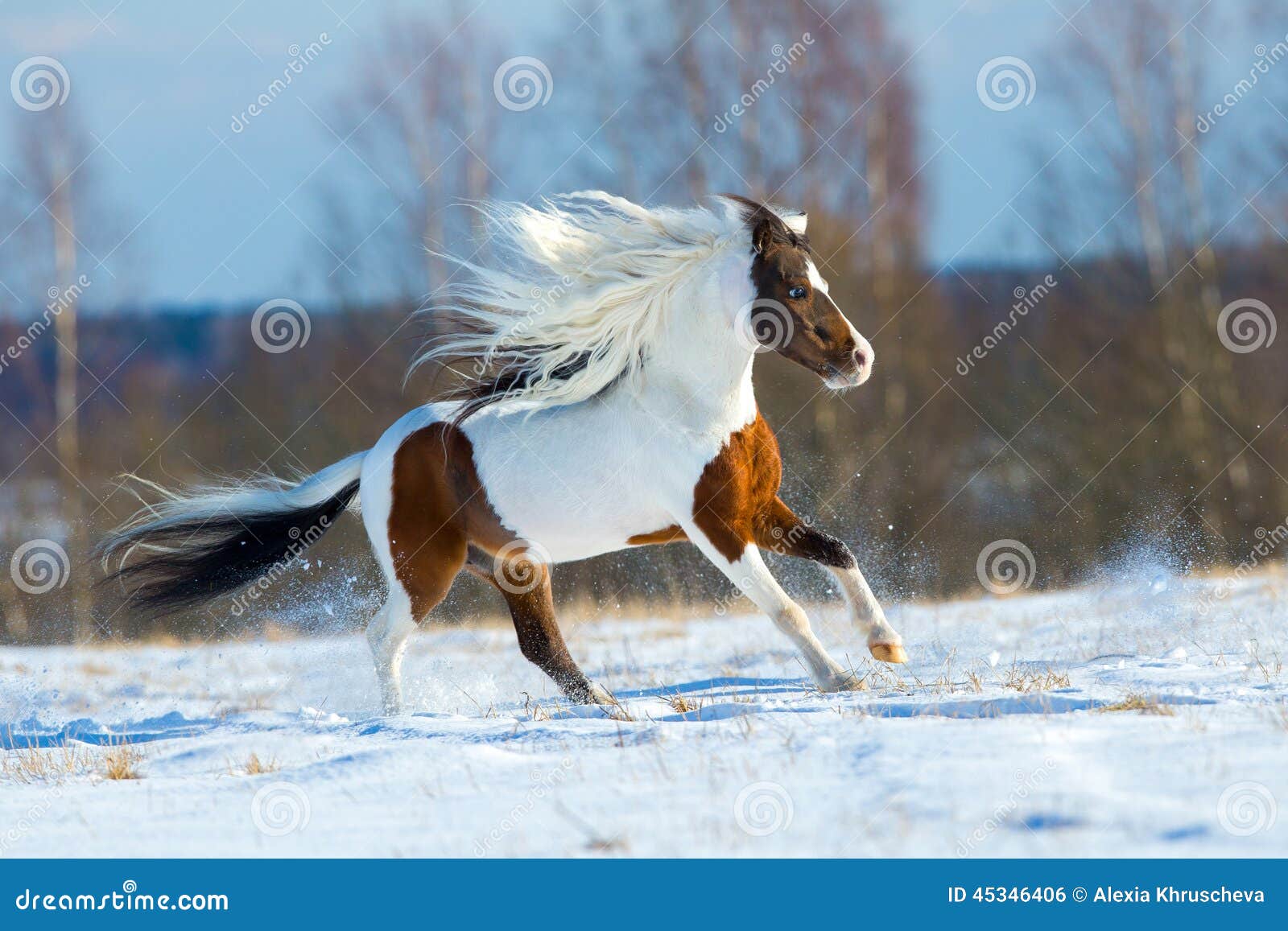 Le Beau Cheval Galope Dans La Neige Photo stock - Image du domestique ...
