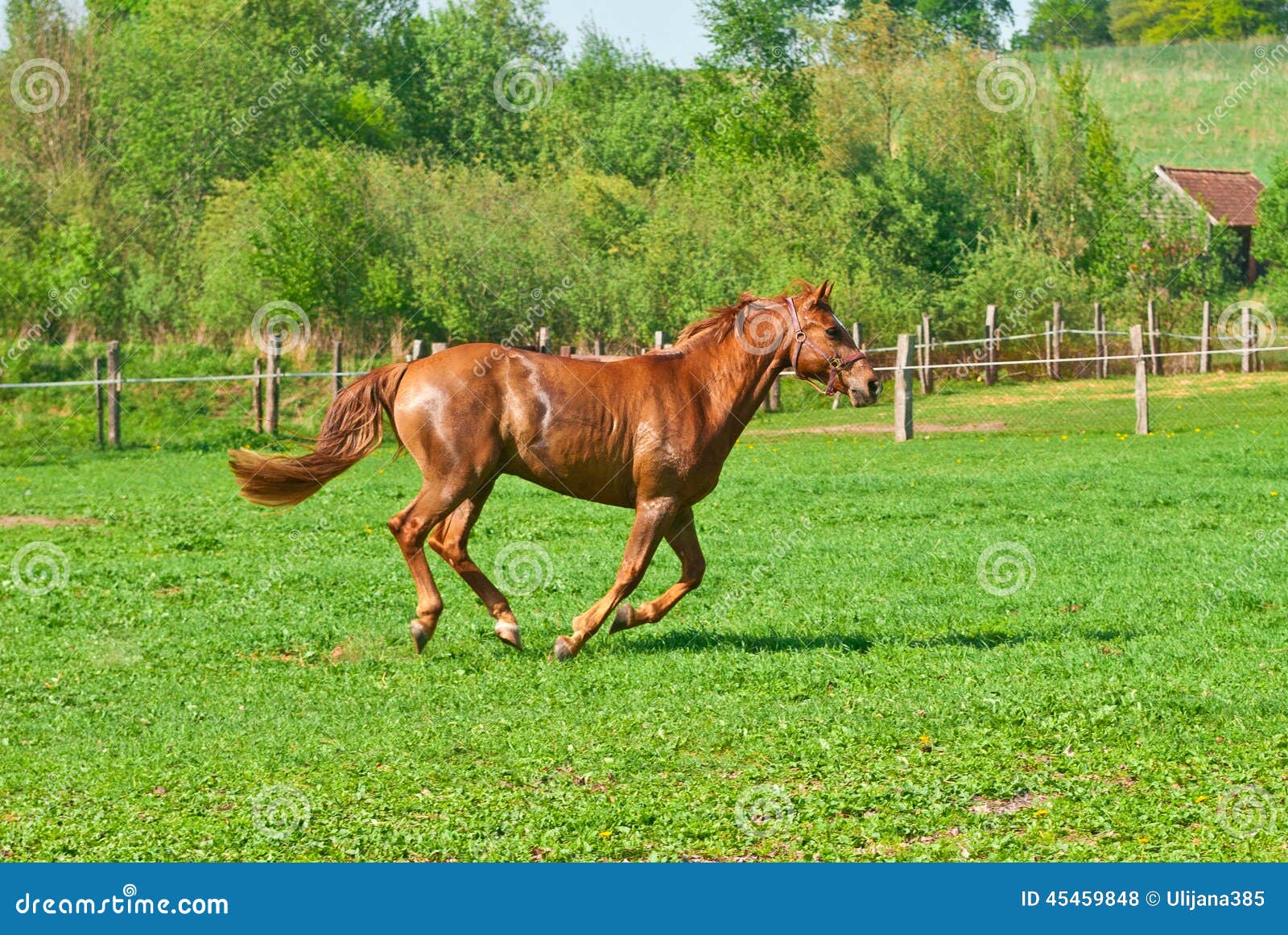 Le beau cheval rouge photo stock. Image du galop, zone - 45459848