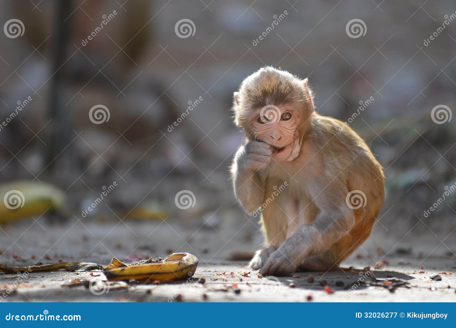 Le Beau Singe Mange La Banane Image stock - Image du singe, mammifère ...