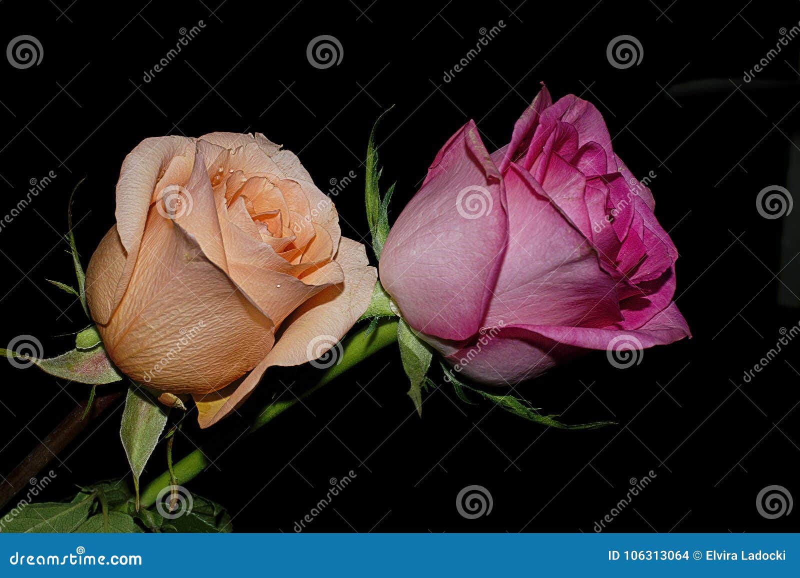 Le Belle Due Rose Variopinte Si Chiudono Su Fotografia Stock - Immagine ...