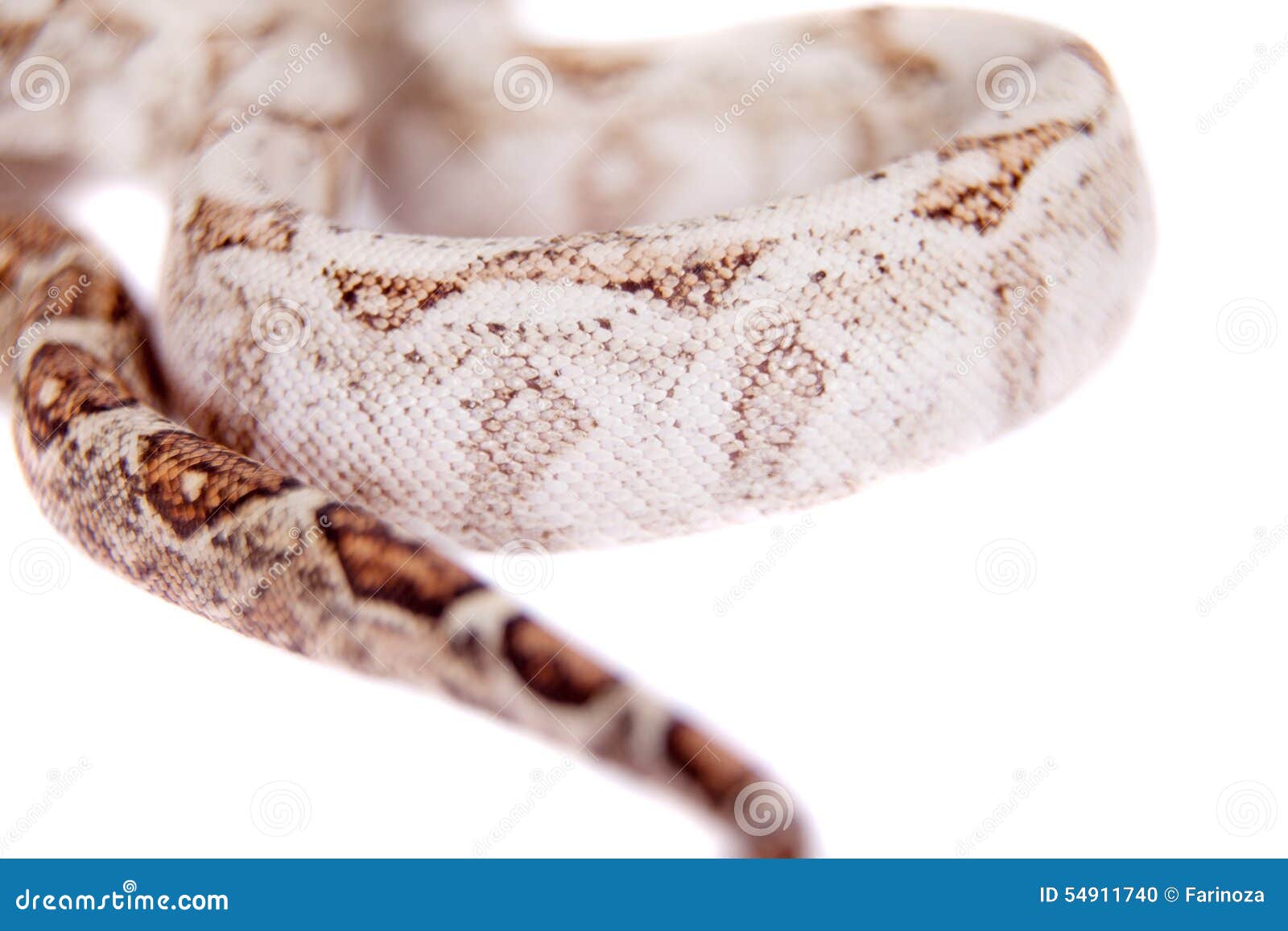 Le Boa Commun Sur Le Fond Blanc Photo stock - Image du espèces, commun ...